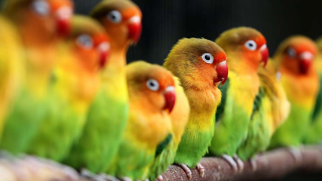 Cientistas apresentam árvore genealógica mais completa das aves | VEJA