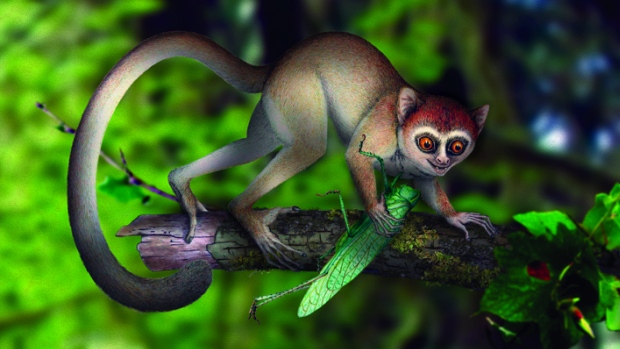 Pesquisadores encontram mais antigo esqueleto de primata | VEJA