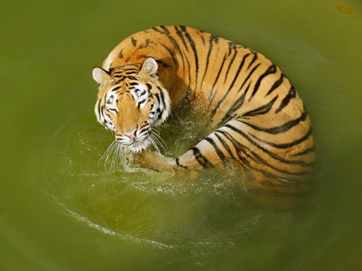 Tigre em zoológico na China, Descubra o mundo das apostas com👑 Descubra a emocionante aventura ...