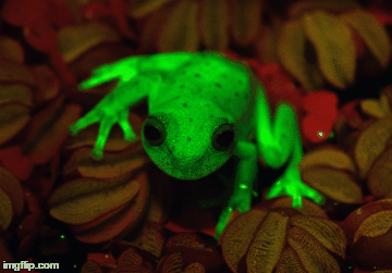 Cientistas descobrem a primeira rã fluorescente | VEJA