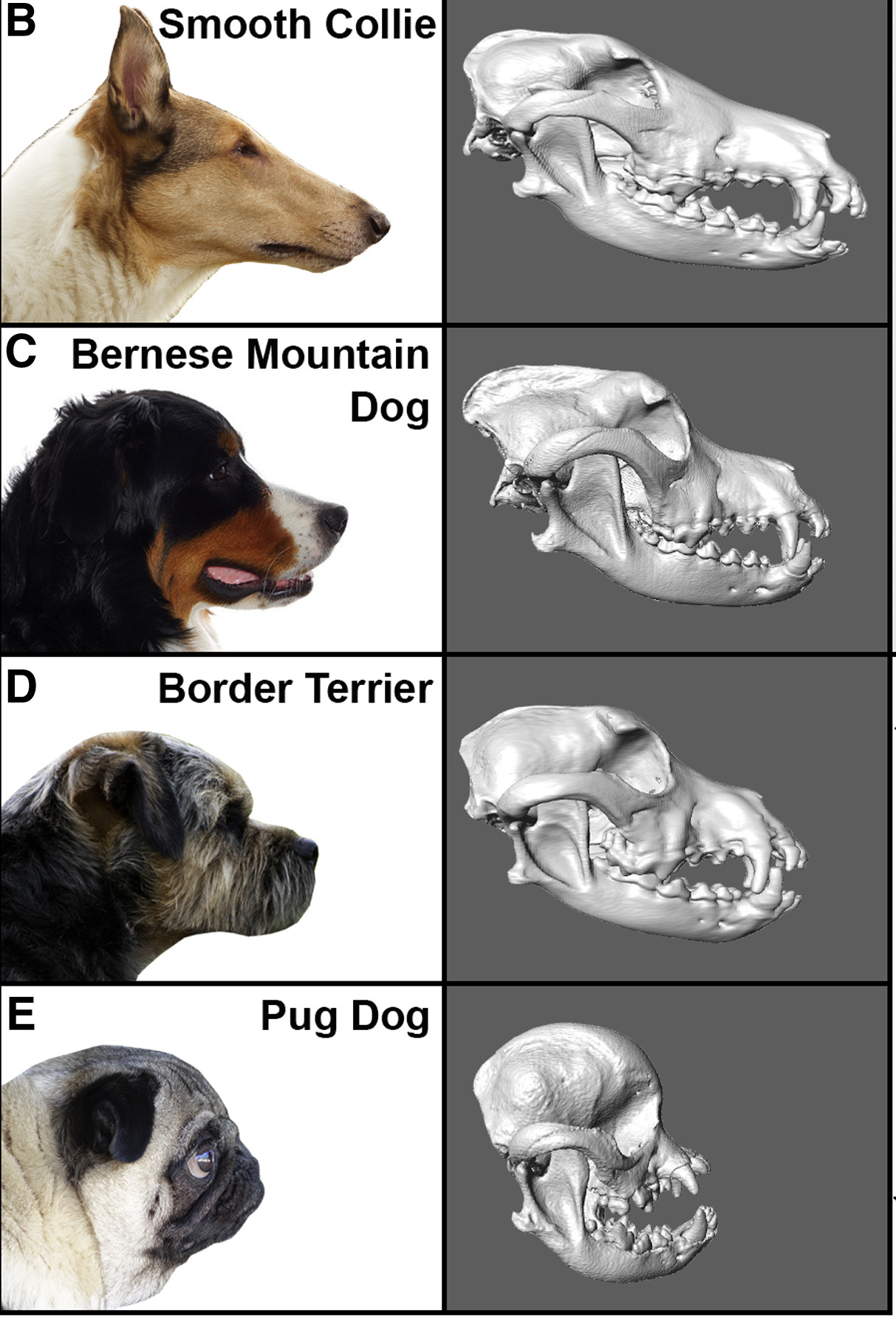 Estudo identifica mutação responsável pela ‘cara’ dos Pugs | VEJA