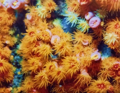 O coral que pode combater parasita da doença de Chagas | VEJA