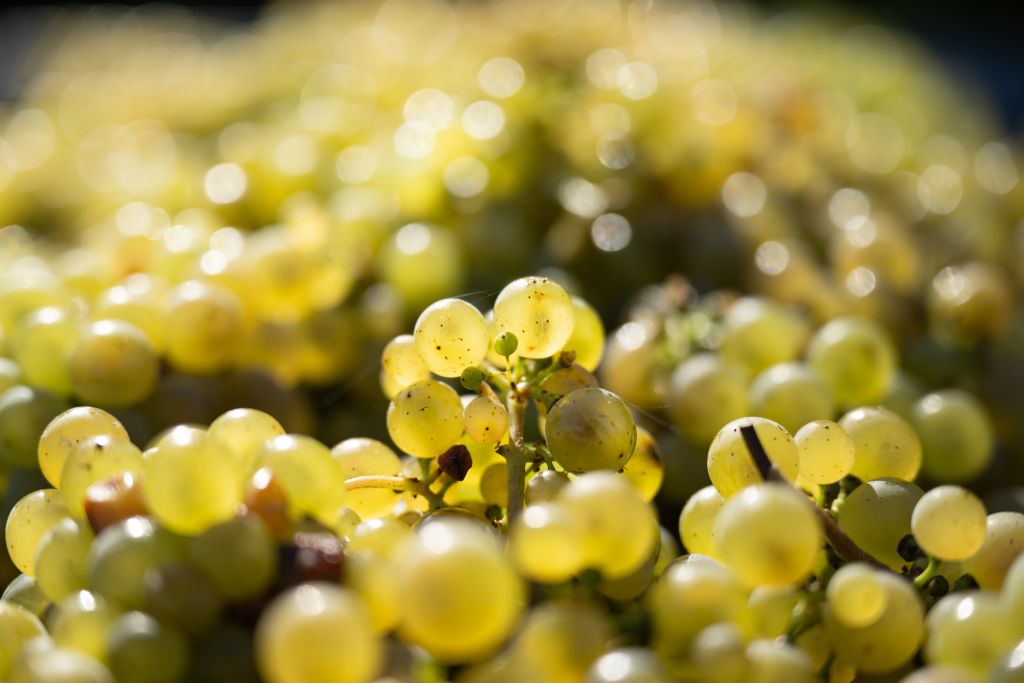 Semana do Riesling promove vinhos feitos com a mais emblemática uva da ...