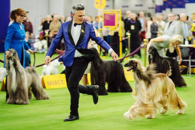 O que acontece nos bastidores do show de cães mais famoso do mundo | VEJA
